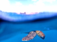 Public Galleries | Melba Studios